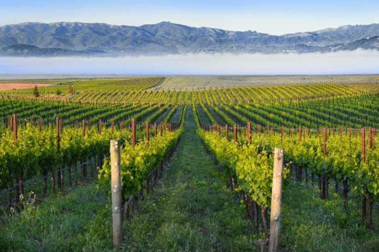 Wine Tasting in Petaluma | Visit Petaluma