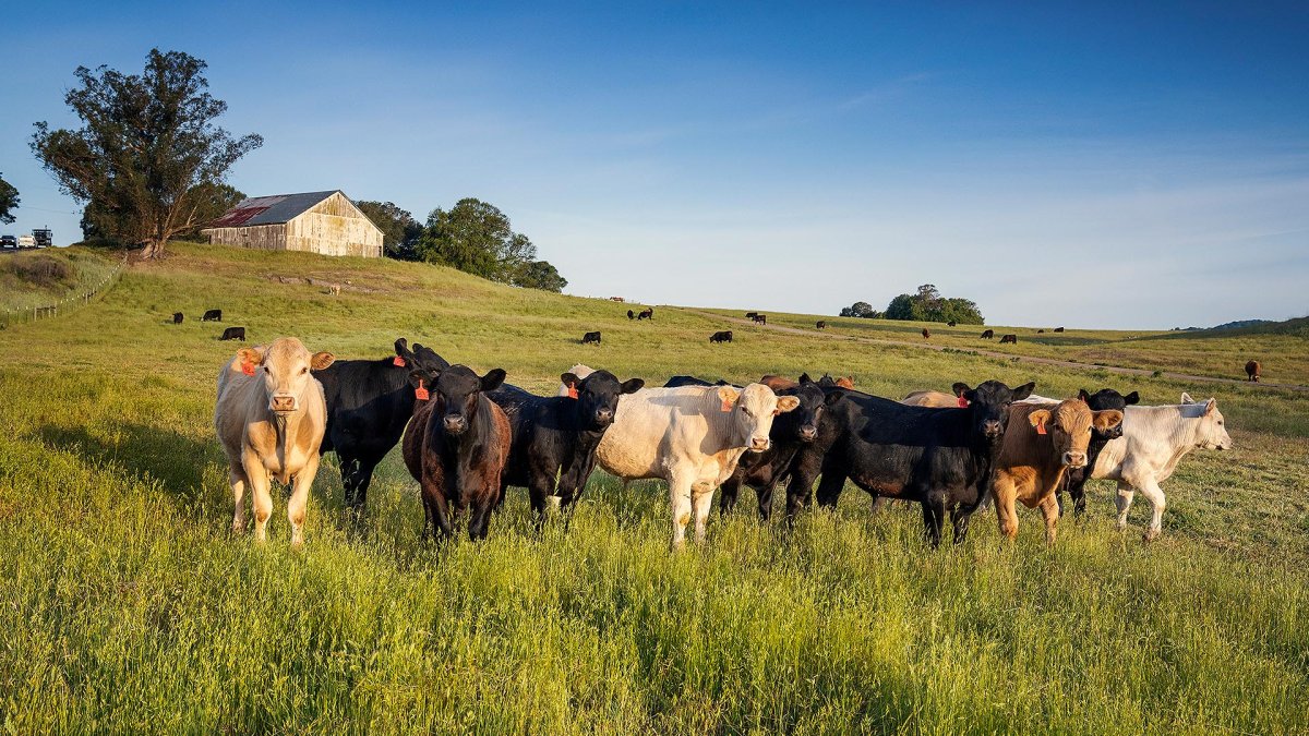 Fresh from the Farm | Visit Petaluma