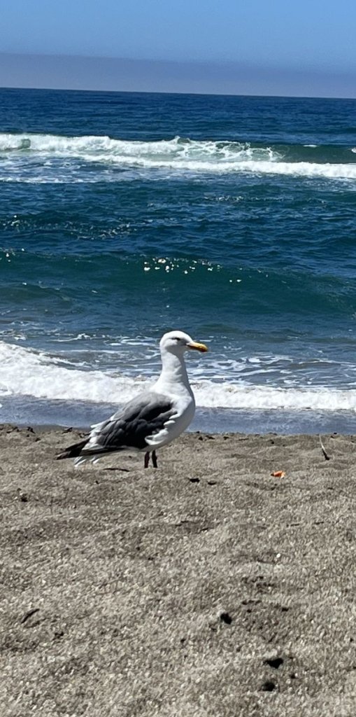 Outdoor Recreation & Activities in Petaluma | Paddle & Biking